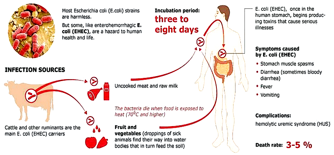 Symptoms Of E Coli Infection Marler Clark Symptoms Of E Coli Infection Marler Clark