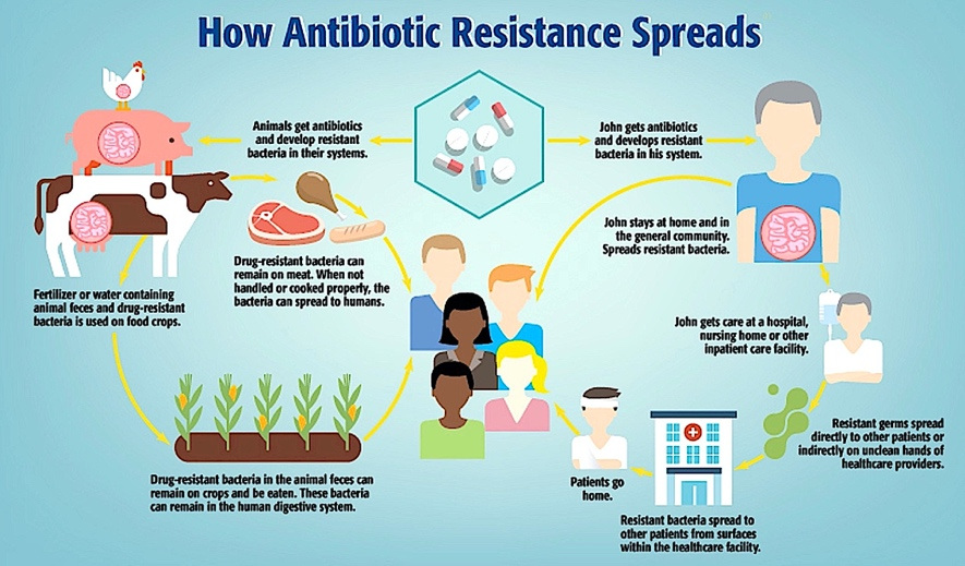 Antimicrobial Resistance In Bacteria Shigella Food Poisoning Antimicrobial Resistance In Bacteria Shigella Food Poisoning