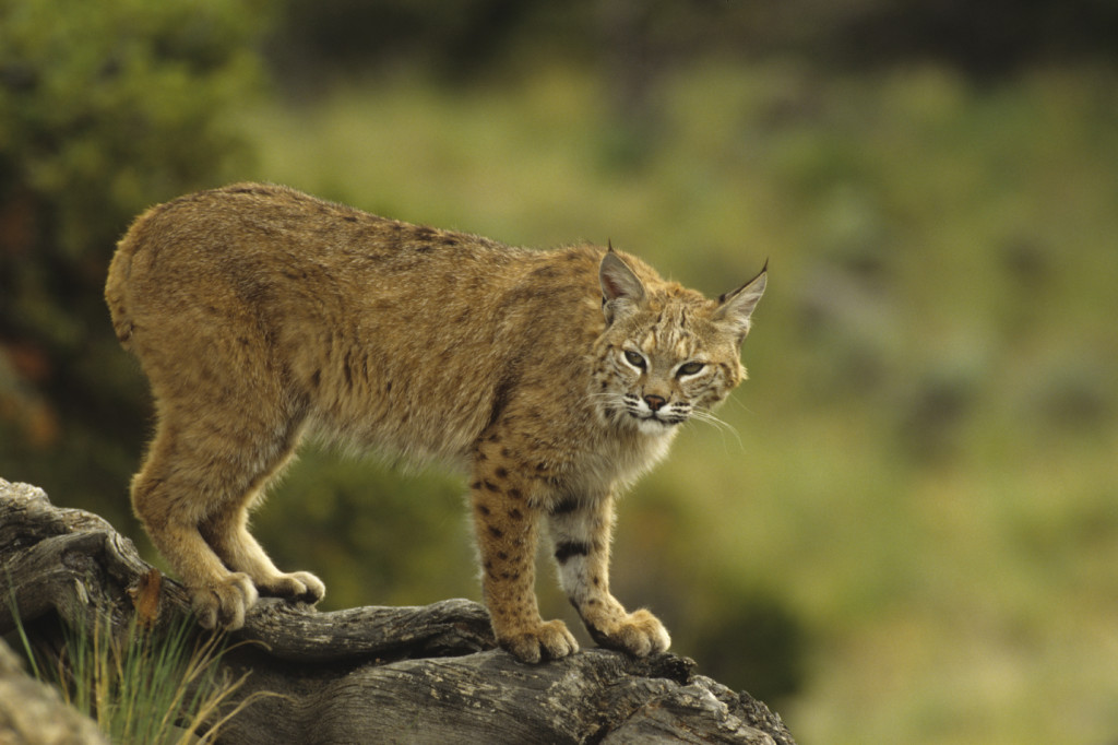 Rabid Bobcat Attacks Sleeping Camp Leader At A Connecticut State Park rabid-bobcat-attacks-sleeping-camp-leader-at-a-connecticut-state-park