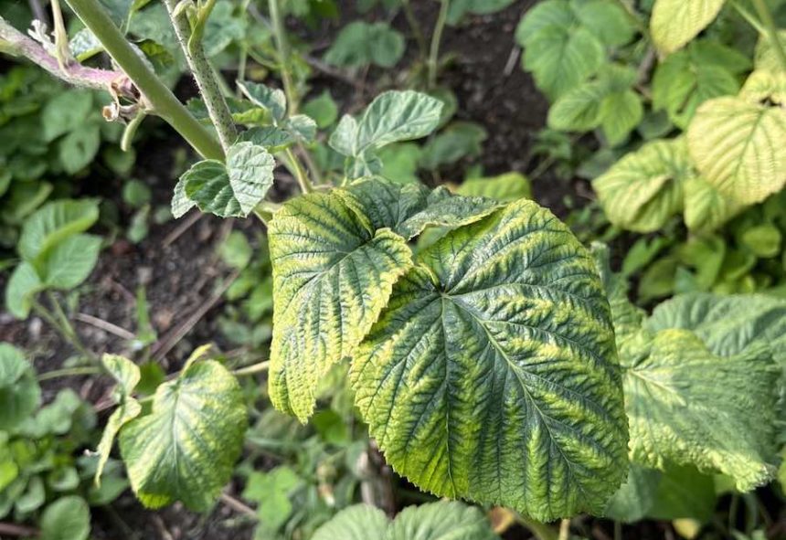 Spider mites in raspberries - East Idaho News