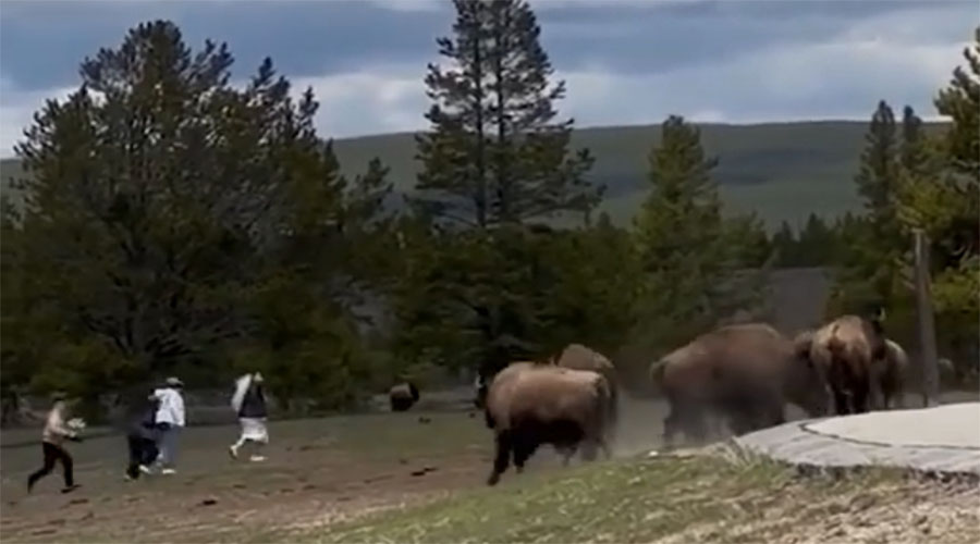 You have to see this! Bison charge toward tourists at Yellowstone ...