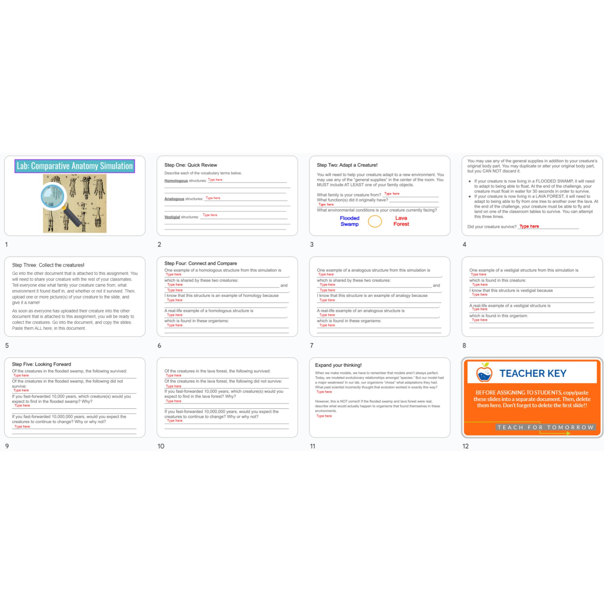 Lab- Comparative Anatomy Simulation - Classful
