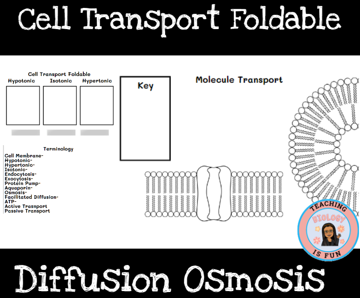 Cell Transport Foldable- Cell Membrane and Tonicity - Classful