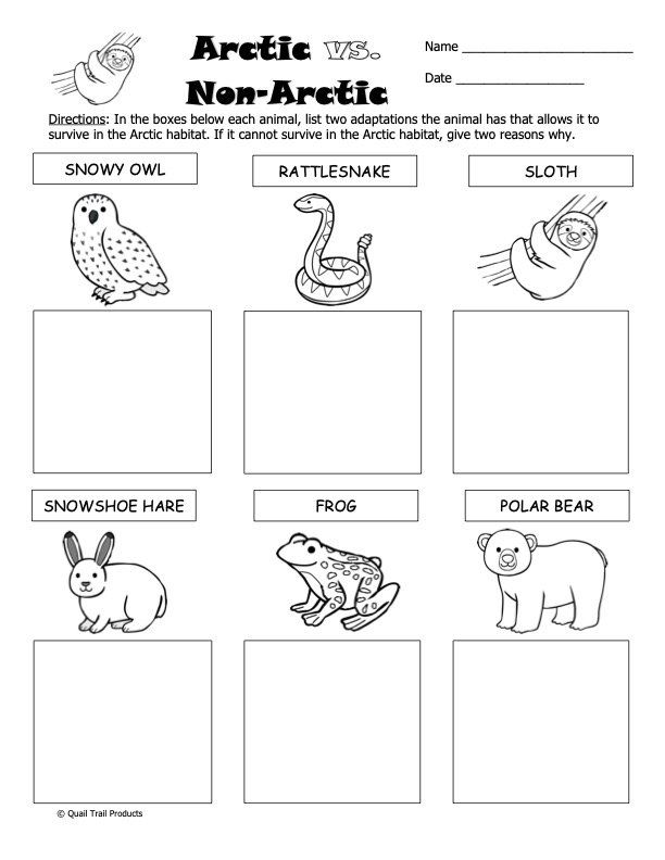 Arctic Animals Worksheets