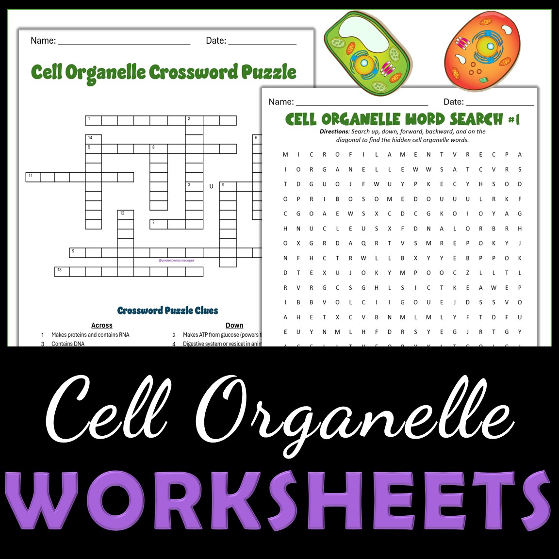 Cell Organelle Crossword and Word Search