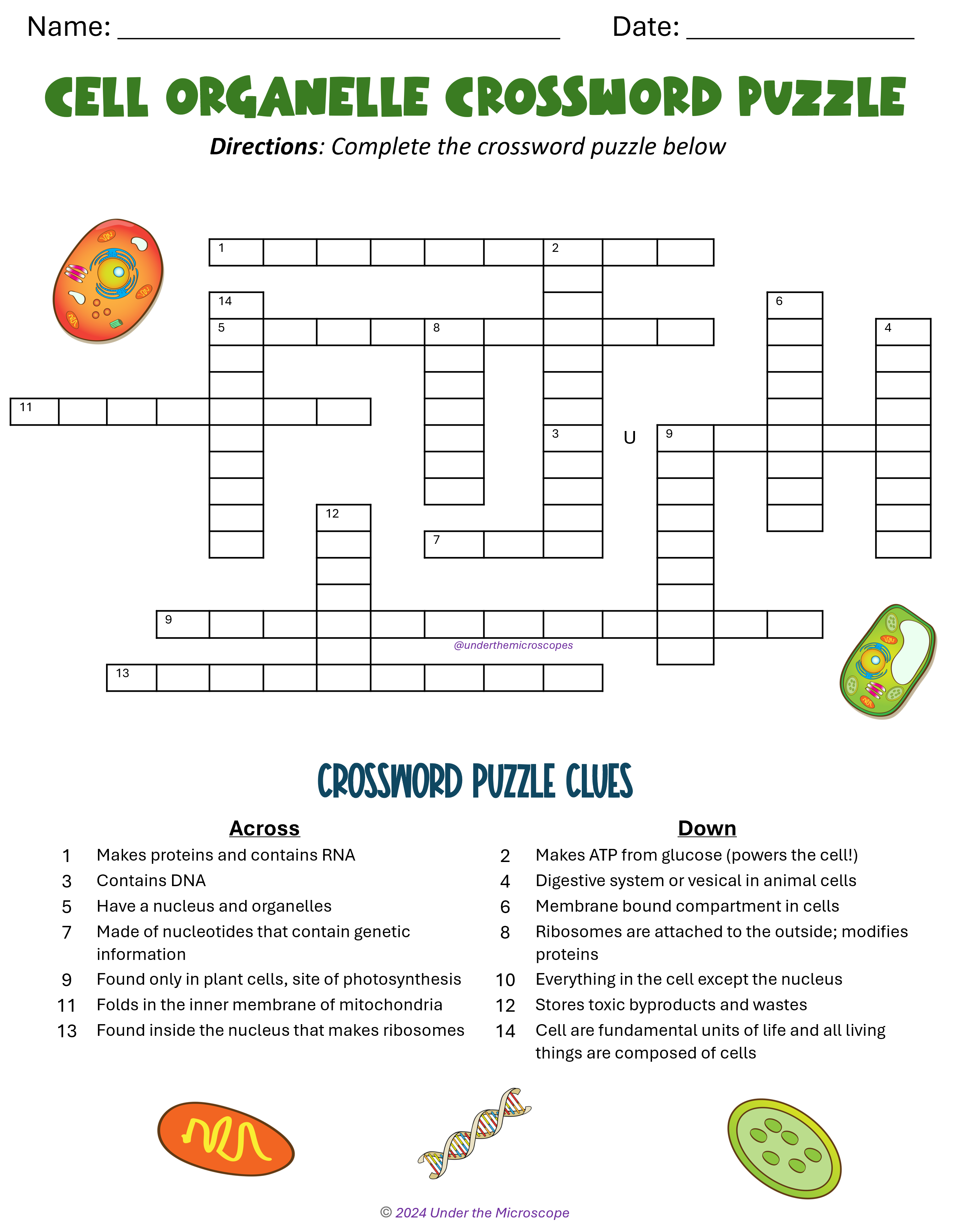 Cell Organelle Crossword and Word Search - Classful
