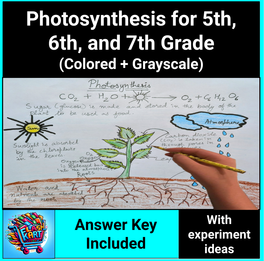 Photosynthesis Lesson, Worksheets, and Experiments for 5th, 6th, and ...