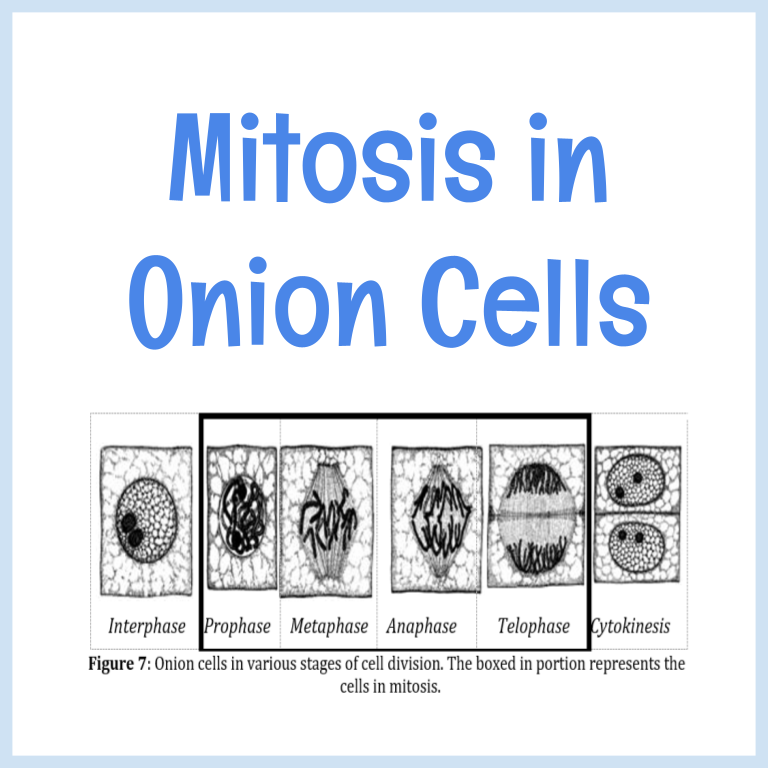 Mitosis in Onion Cells VIRTUAL MICROSCOPE LAB - Biology - Classful