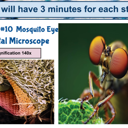 Virtual Microscope Lab Stations Google Slides Activity - Classful