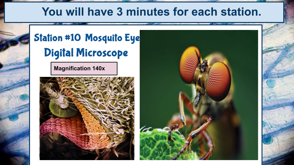 Virtual Microscope Lab Stations Google Slides Activity - Classful