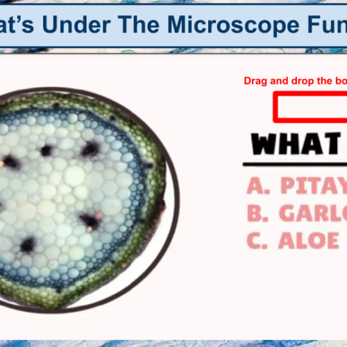 Virtual Microscope Lab Stations Google Slides Activity - Classful