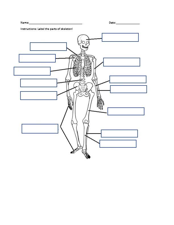 Bone Anatomy Worksheet - Classful