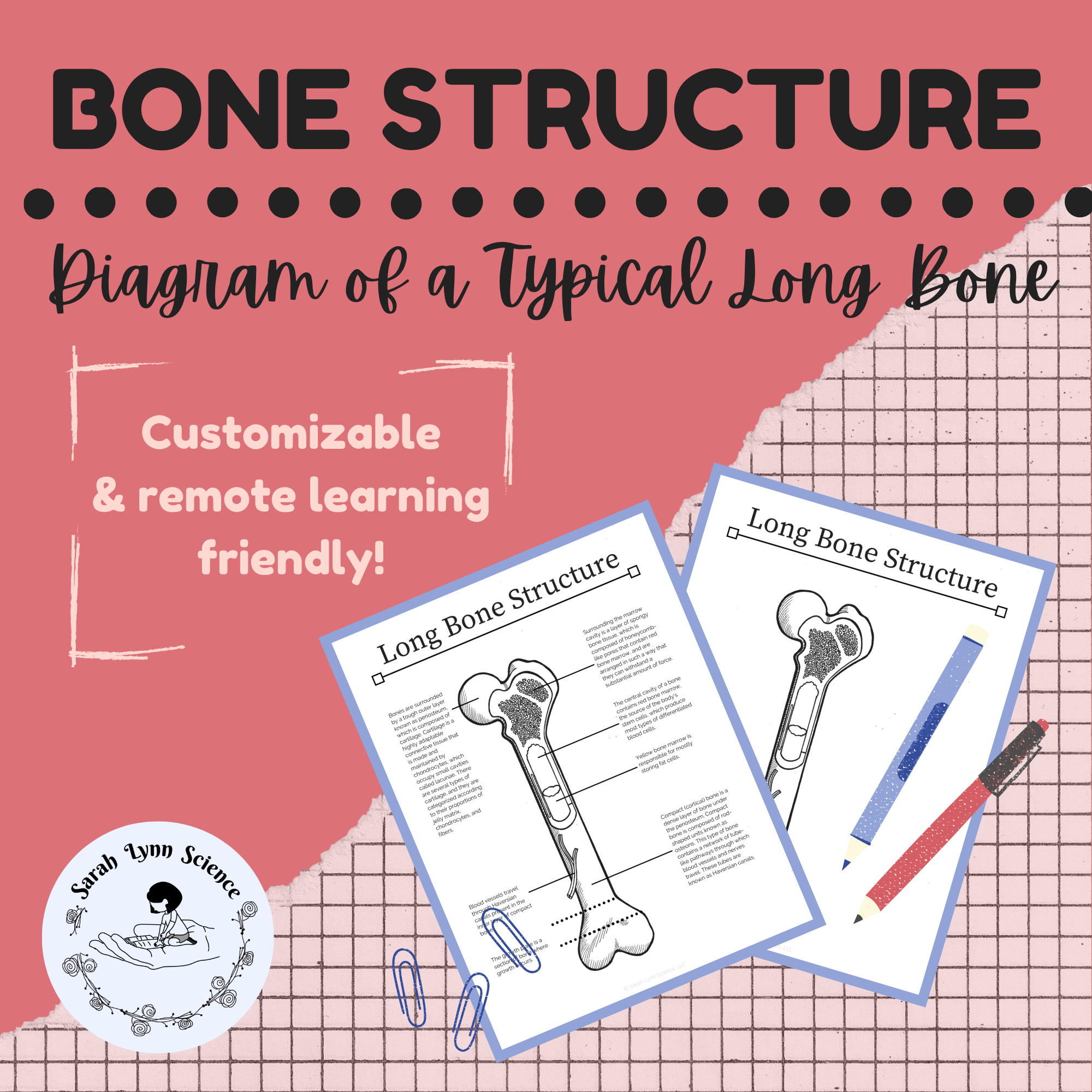 Long Bone Structure Diagram Classful Long Bone Structure Diagram Classful