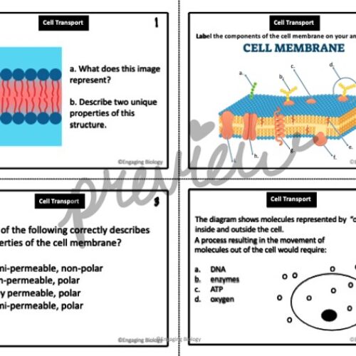 Cell Transport Osmosis and Diffusion Task Cards - Classful