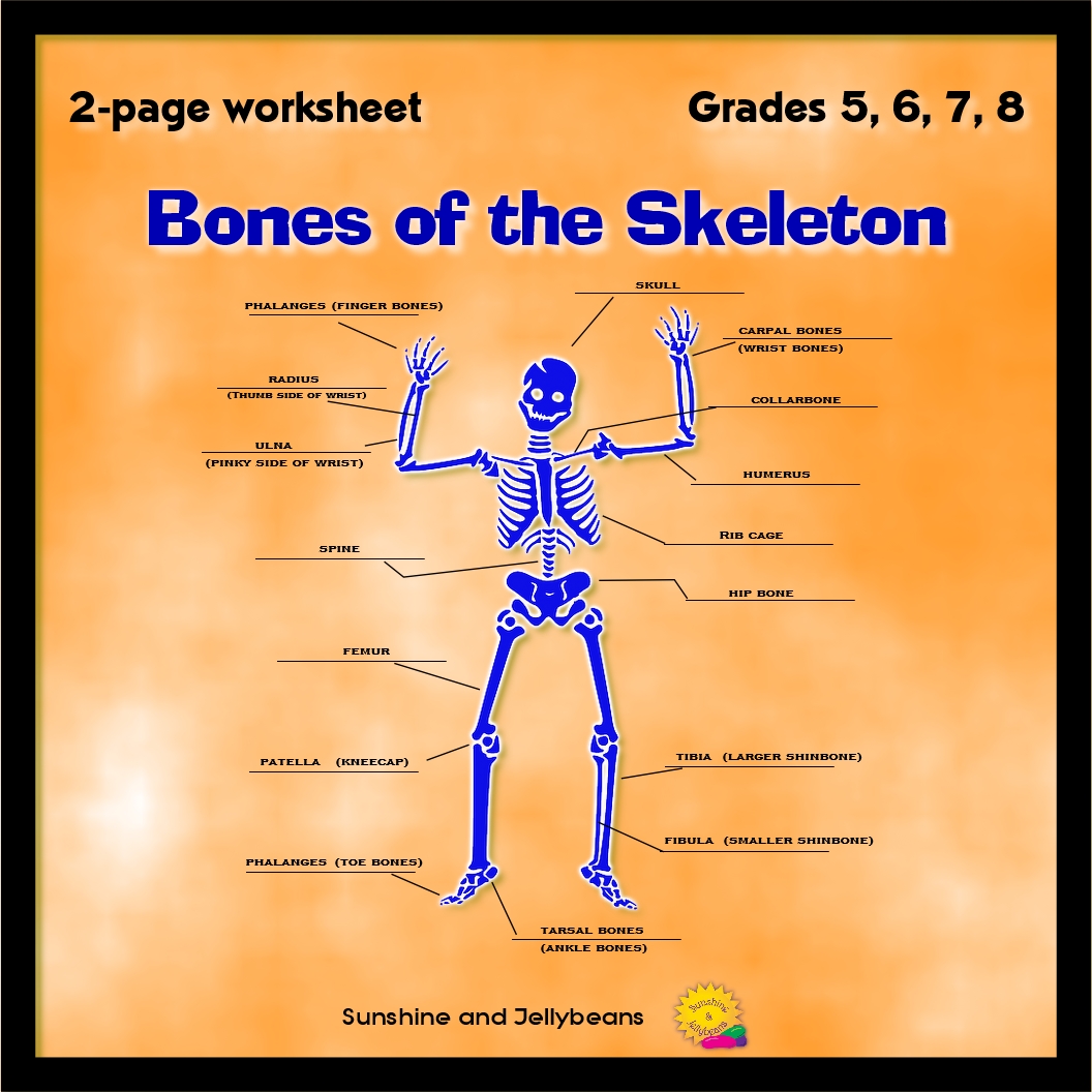Bones of the Skeleton - Learn the Names of Bones! - Grades 5-6-7-8 ...