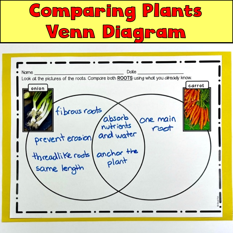Comparing parts of plants - Classful