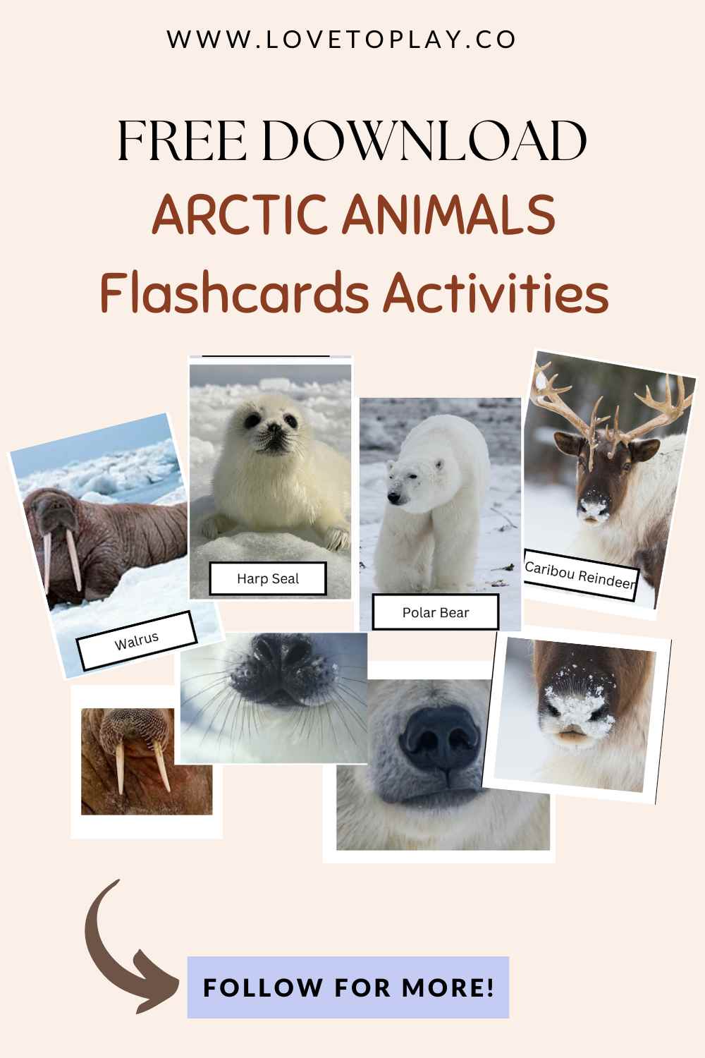 Arctic Animal Flashcards